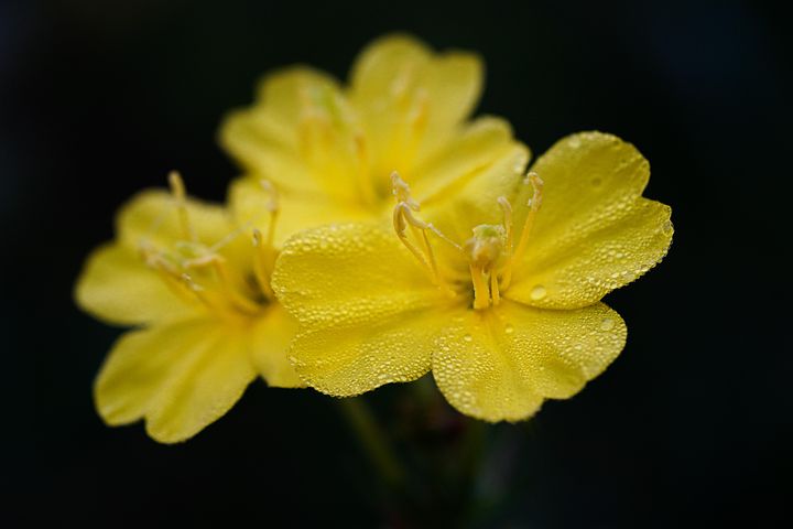 1,000+ Free Primrose & Flower Images