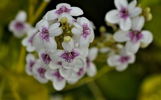 Carruthers' Falseface Flowers - Free photo on Pixabay