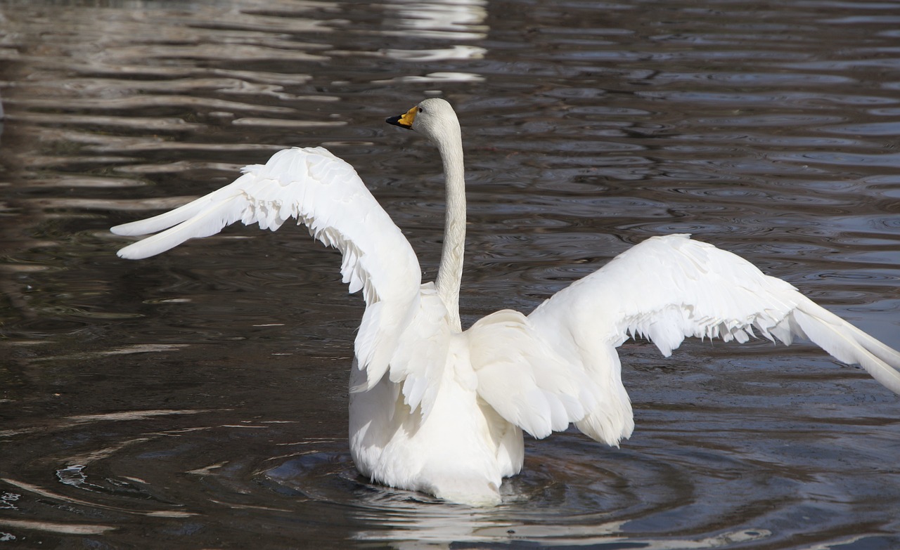 Cisne Pássaro Animal Ave - Foto gratuita no Pixabay - Pixabay
