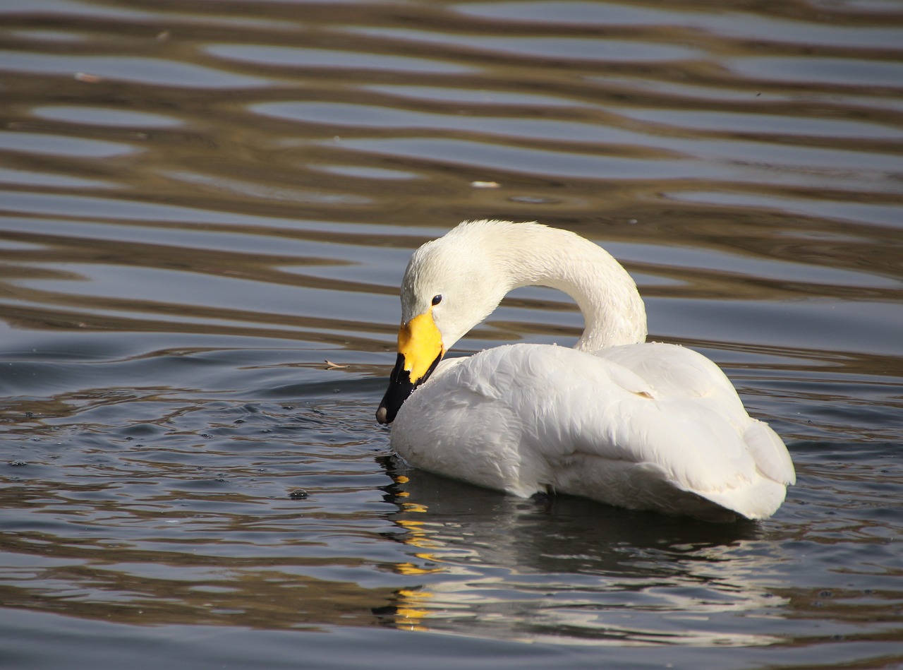 Swan Bird Lake - Free photo on Pixabay - Pixabay