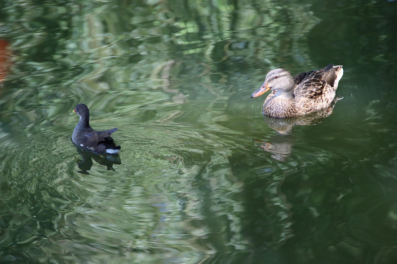 Patos-Reais Aquáticas Lago - Foto gratuita no Pixabay - Pixabay