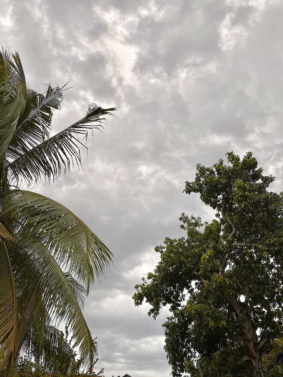 Palm Tree Mango - Free photo on Pixabay - Pixabay