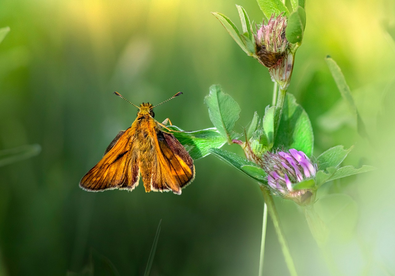 Chequered Skipper Butterfly Arctic - Free photo on Pixabay - Pixabay