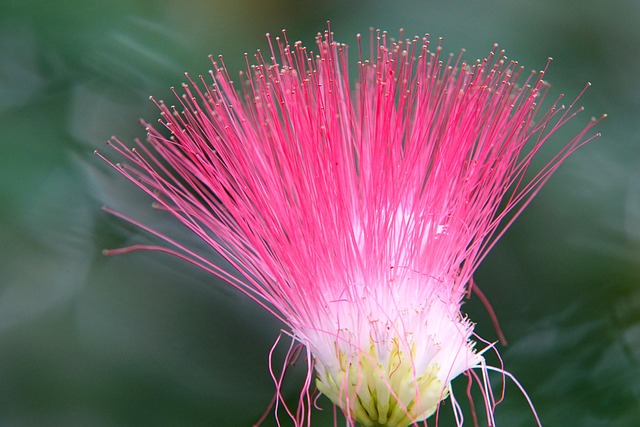 Pinke Blume Persische Seidenblume - Kostenloses Foto auf Pixabay
