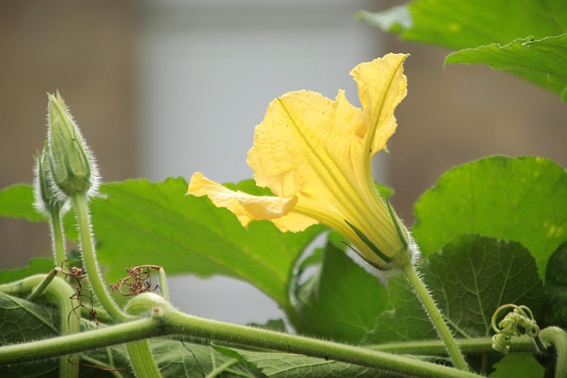 Vigne Citrouille Fleur De Courge - Photo gratuite sur Pixabay - Pixabay