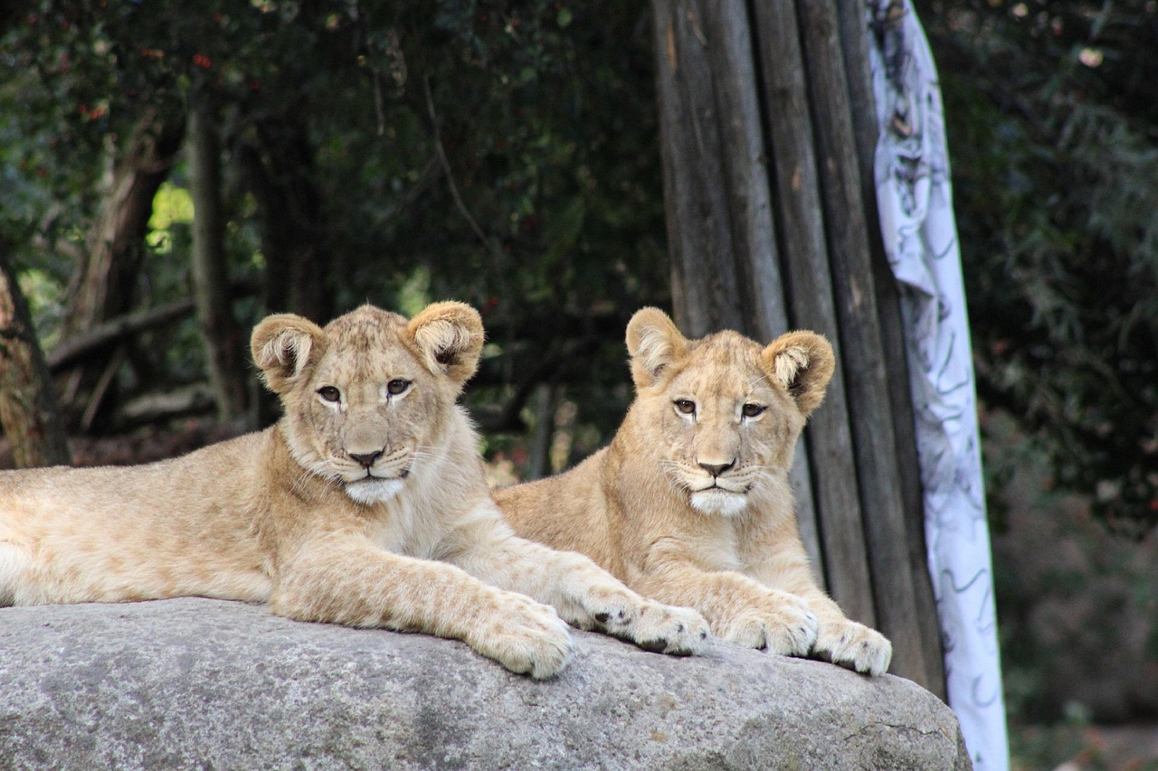 Imágenes De Animales Grandes 4,9 Millones Resultados De Imágenes,