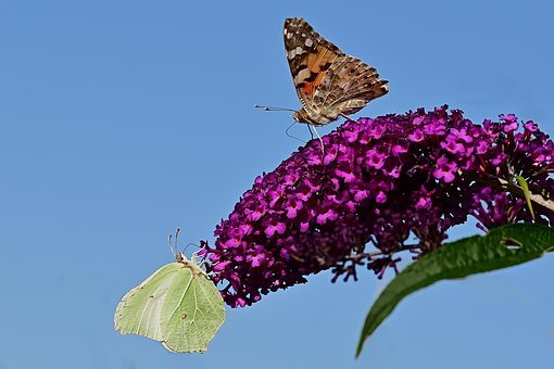 90+ Free Brimstone & Insect Photos