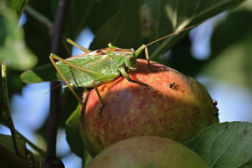 Grasshopper Ant Apple - Free photo on Pixabay - Pixabay