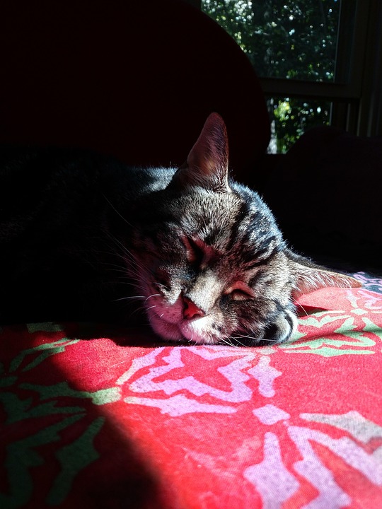 Tabby Katze Schlafende - Kostenloses Foto auf Pixabay - Pixabay