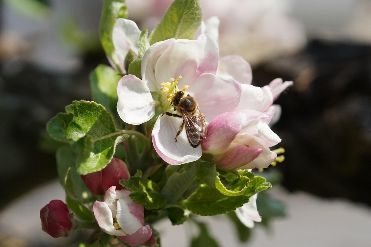 Bee Insect Pollinate - Free photo on Pixabay