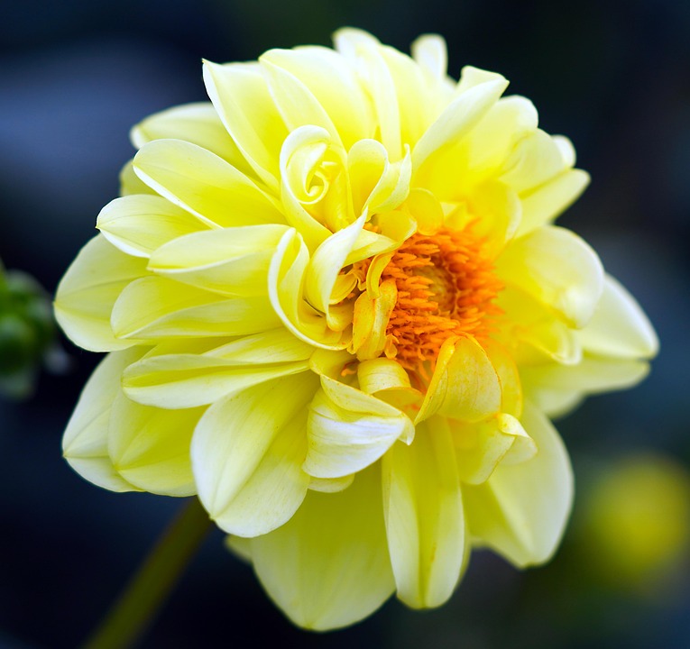 Dalia Flor Amarilla - Foto gratis en Pixabay