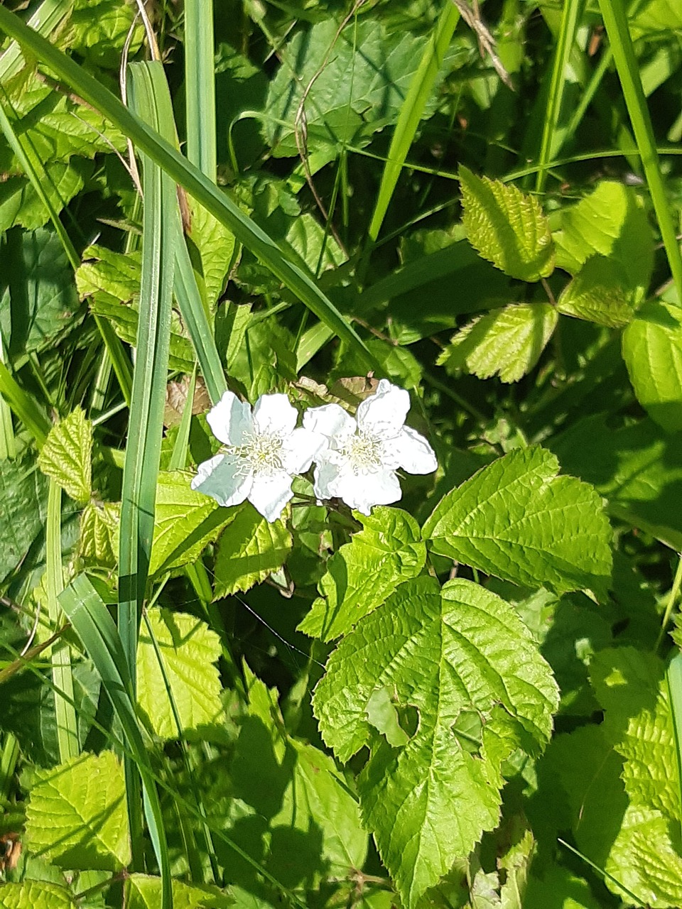 Amora Rubus Caesius Flor - Foto gratuita no Pixabay - Pixabay