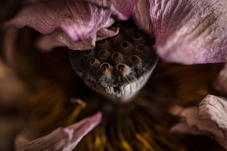 Wilted Lotus Flower Dried - Free photo on Pixabay