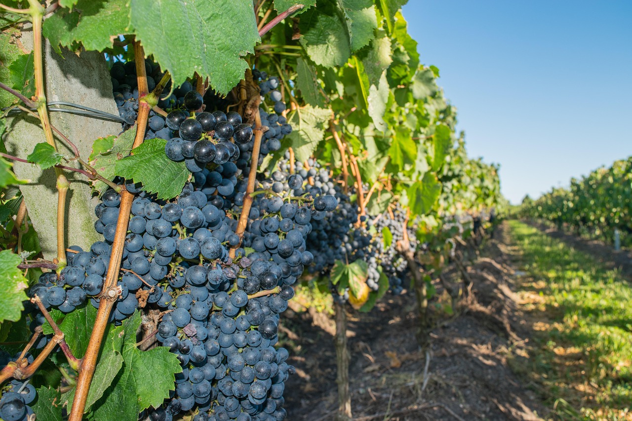 Grapes Grapevines Vineyard - Free photo on Pixabay - Pixabay