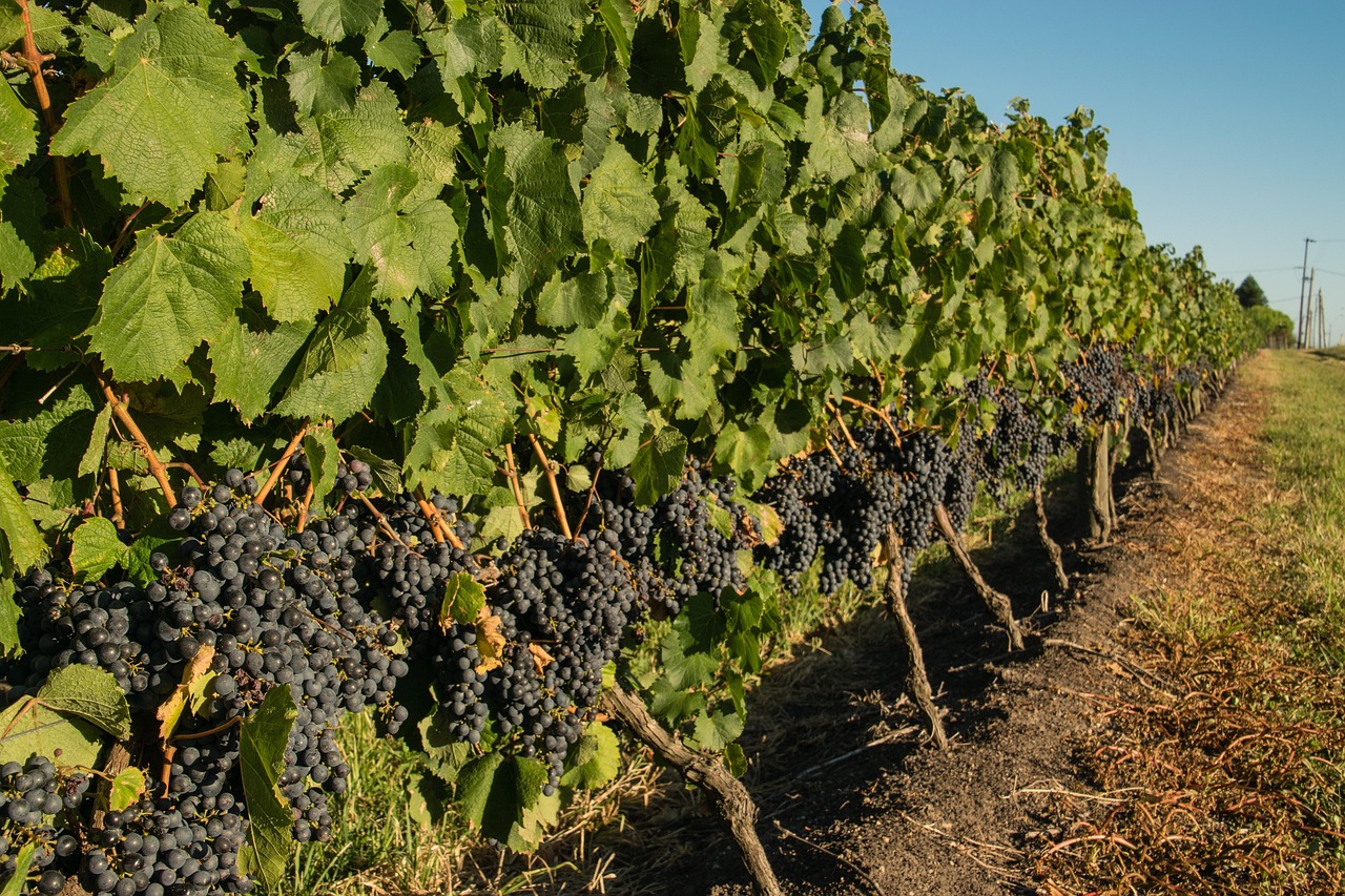 Les Raisins Vignes Vignoble - Photo gratuite sur Pixabay - Pixabay