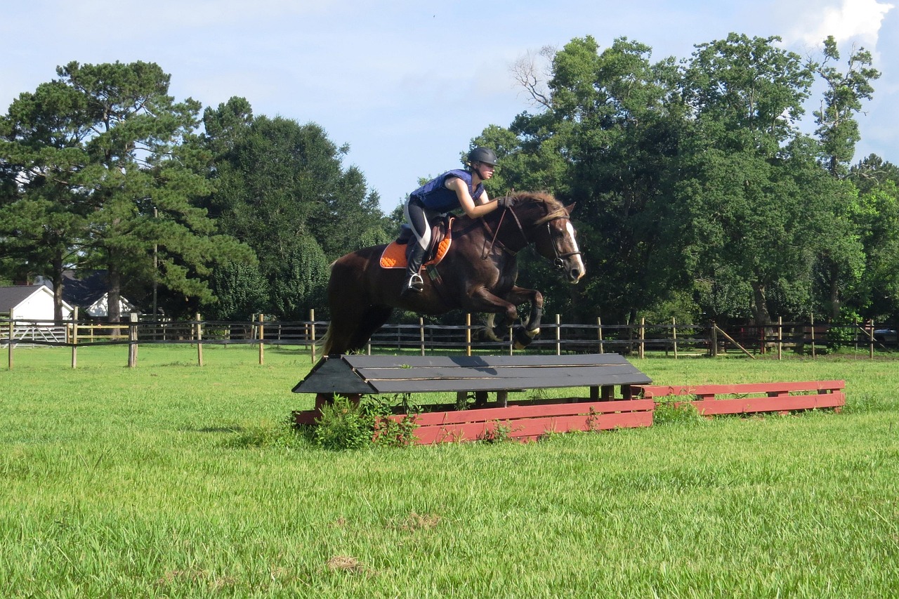 Horse And Rider Equestrian Hunter - Free photo on Pixabay - Pixabay