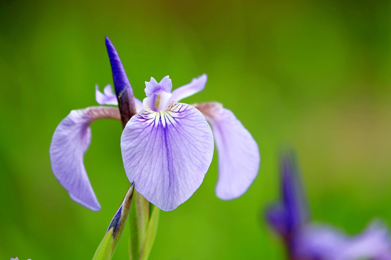 Columbine Flor Aquilegia - Foto gratis en Pixabay - Pixabay
