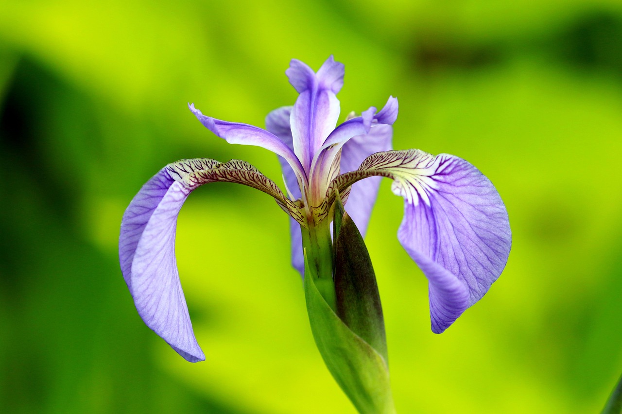 Iris Flower Purple - Free photo on Pixabay - Pixabay