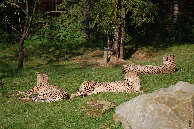 Animal Cheetah Mammal - Free photo on Pixabay - Pixabay