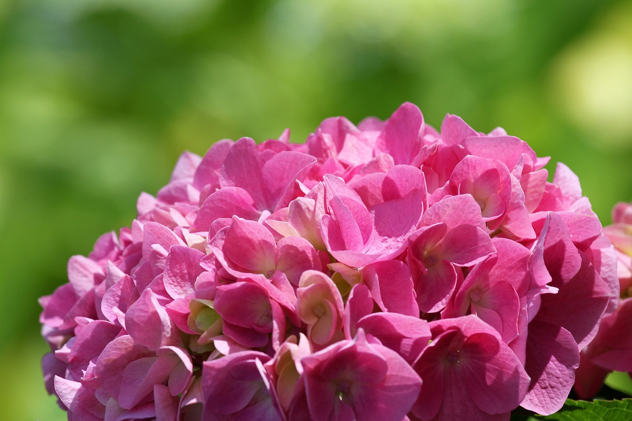 Hortensie Blumen Pinke - Kostenloses Foto auf Pixabay - Pixabay