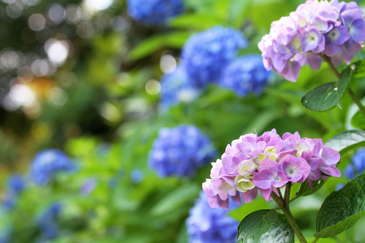 Hortensie Blumen Garten - Kostenloses Foto auf Pixabay - Pixabay