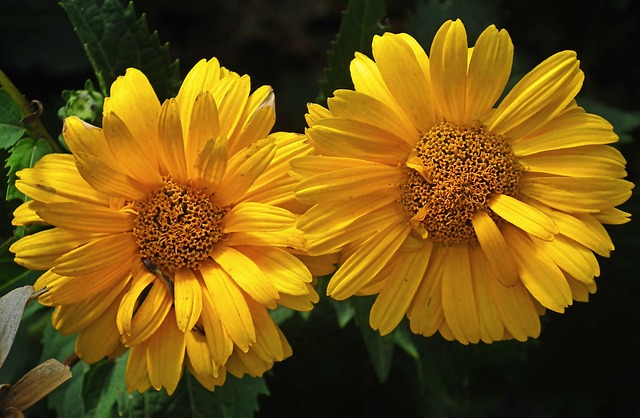 Flores De Color Amarillo - Foto gratis en Pixabay - Pixabay