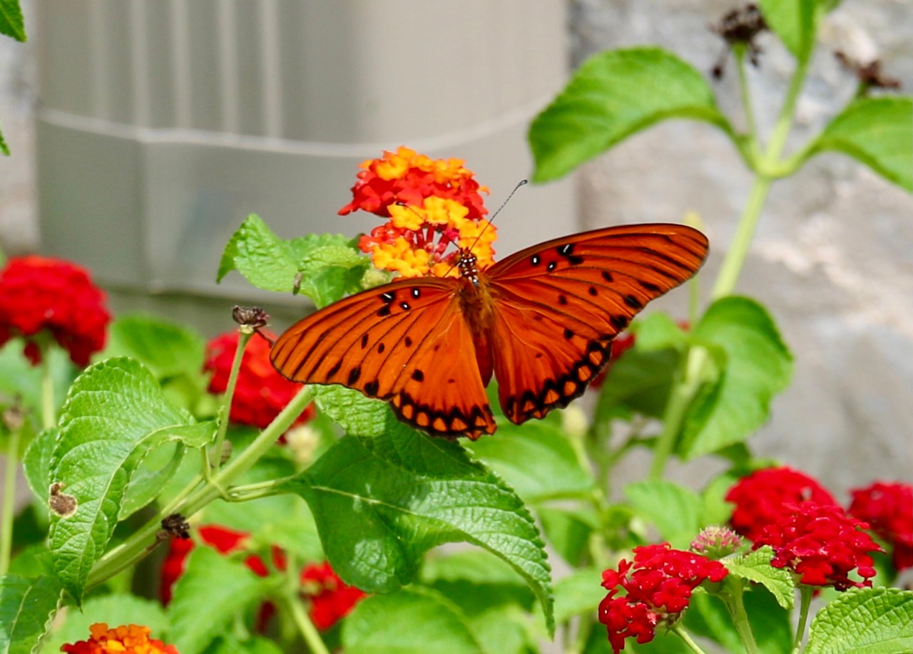 Butterfly Insect Nature - Free photo on Pixabay - Pixabay