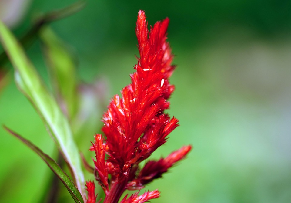 Cockscomb Flower Plant - Free photo on Pixabay