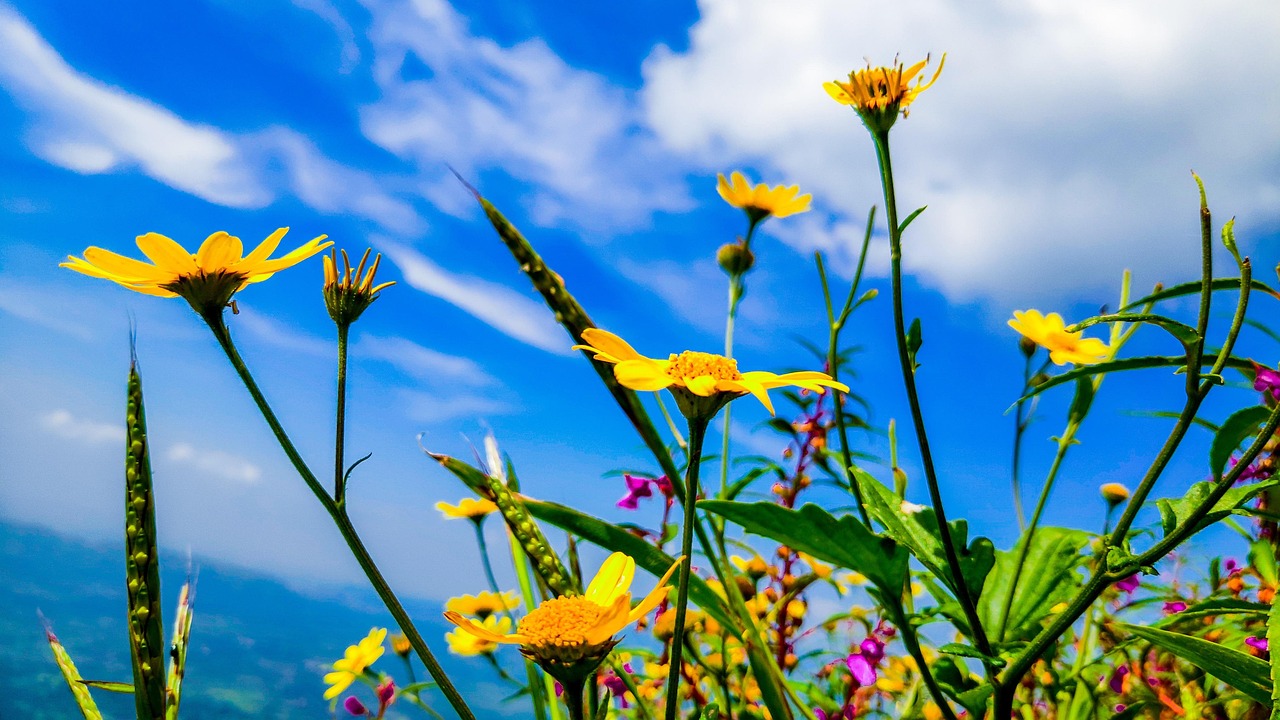 Bunga-Bunga Alam Padang Rumput Di - Foto gratis di Pixabay - Pixabay