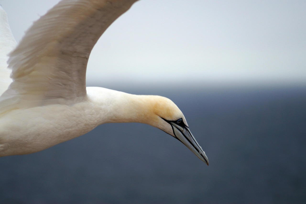 100+ Free Northern Gannet & Bird Images - Pixabay
