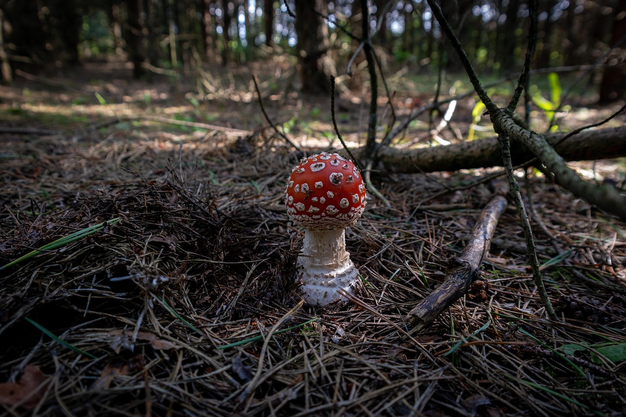 Mushroom Fungus Toadstool - Free photo on Pixabay - Pixabay