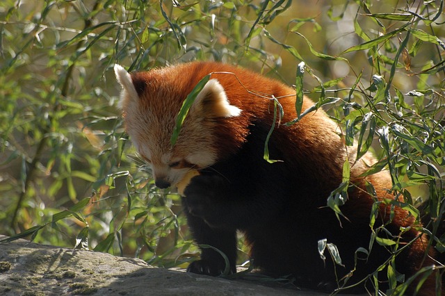 Satwa Panda Merah Mamalia - Foto gratis di Pixabay - Pixabay