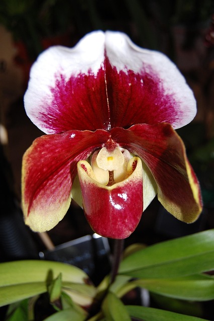 Çiçek Orkide Bloom - Pixabay'de ücretsiz fotoğraf - Pixabay