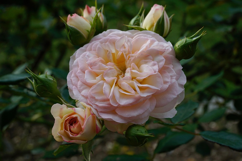 Des Roses Fleurs Fleur De Rose - Photo gratuite sur Pixabay - Pixabay