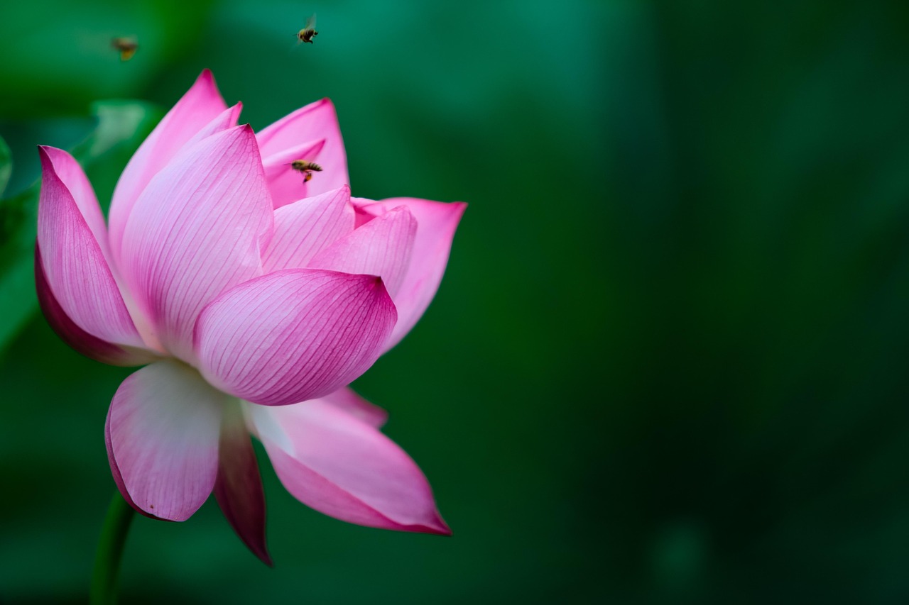 Flower Lotus Botany - Free photo on Pixabay - Pixabay