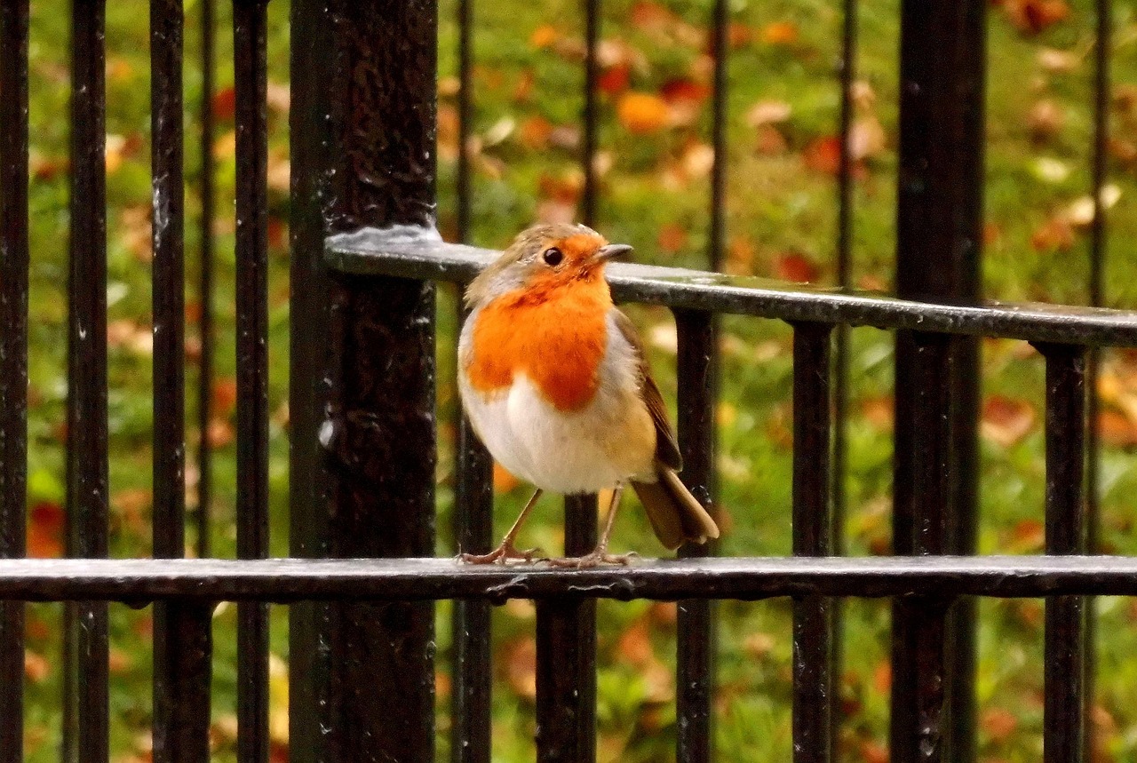 Robin Bird Perched - Free photo on Pixabay - Pixabay