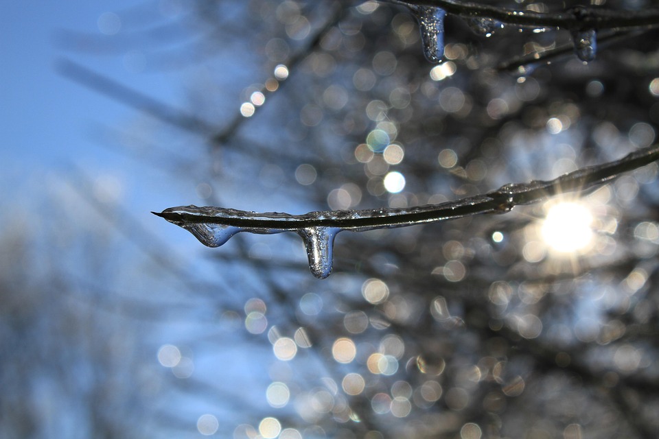 Branch Icicle Frozen - Free photo on Pixabay
