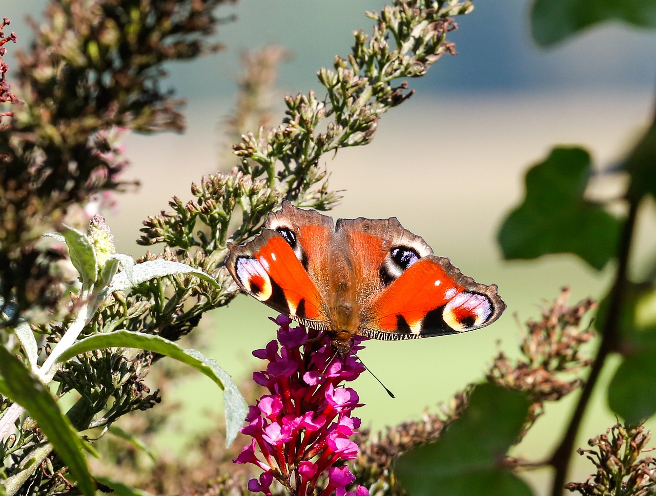 Borboleta Flor Polinizar - Foto gratuita no Pixabay - Pixabay
