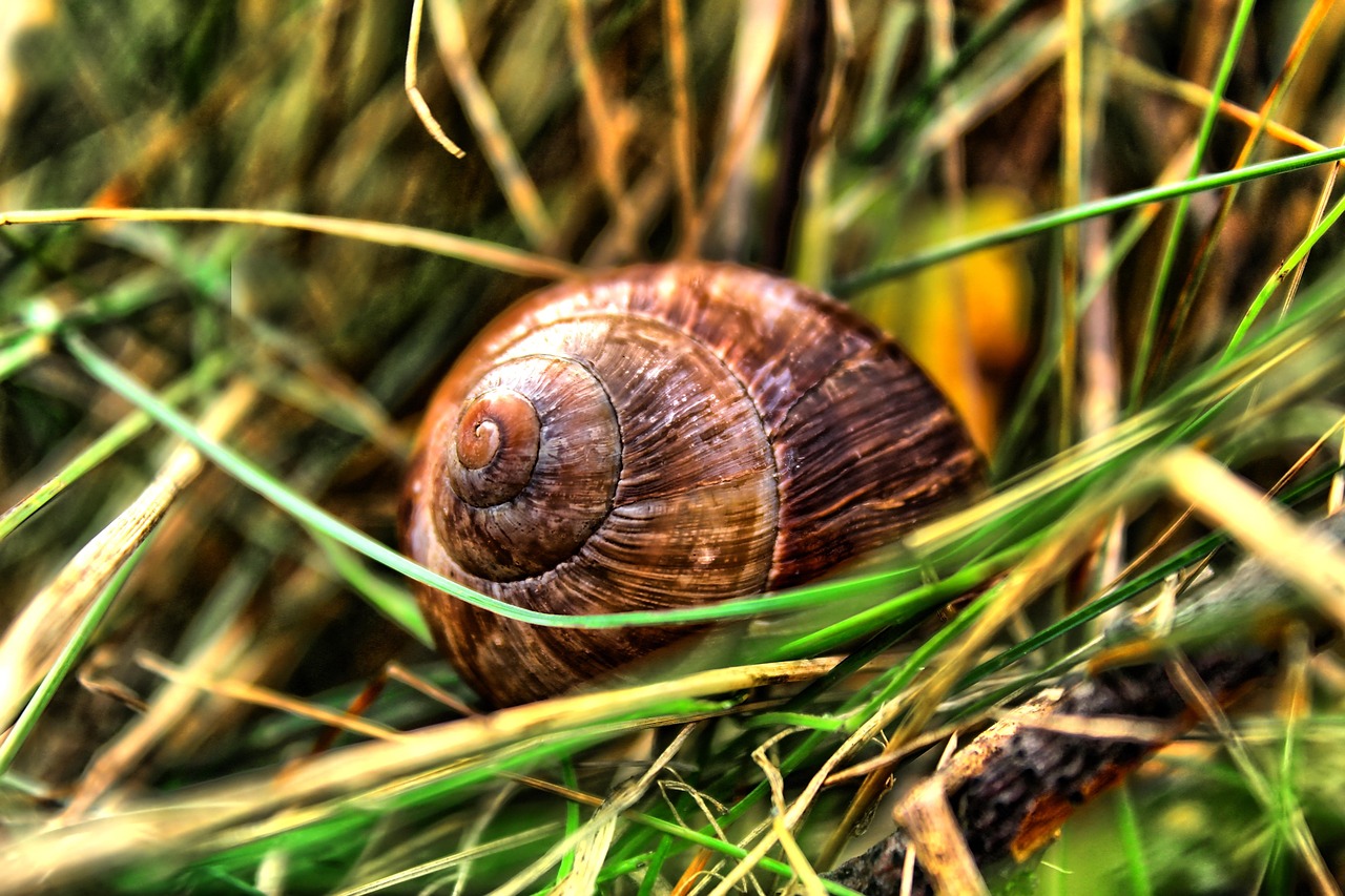 Caracol Shell Molusco - Foto gratis en Pixabay - Pixabay