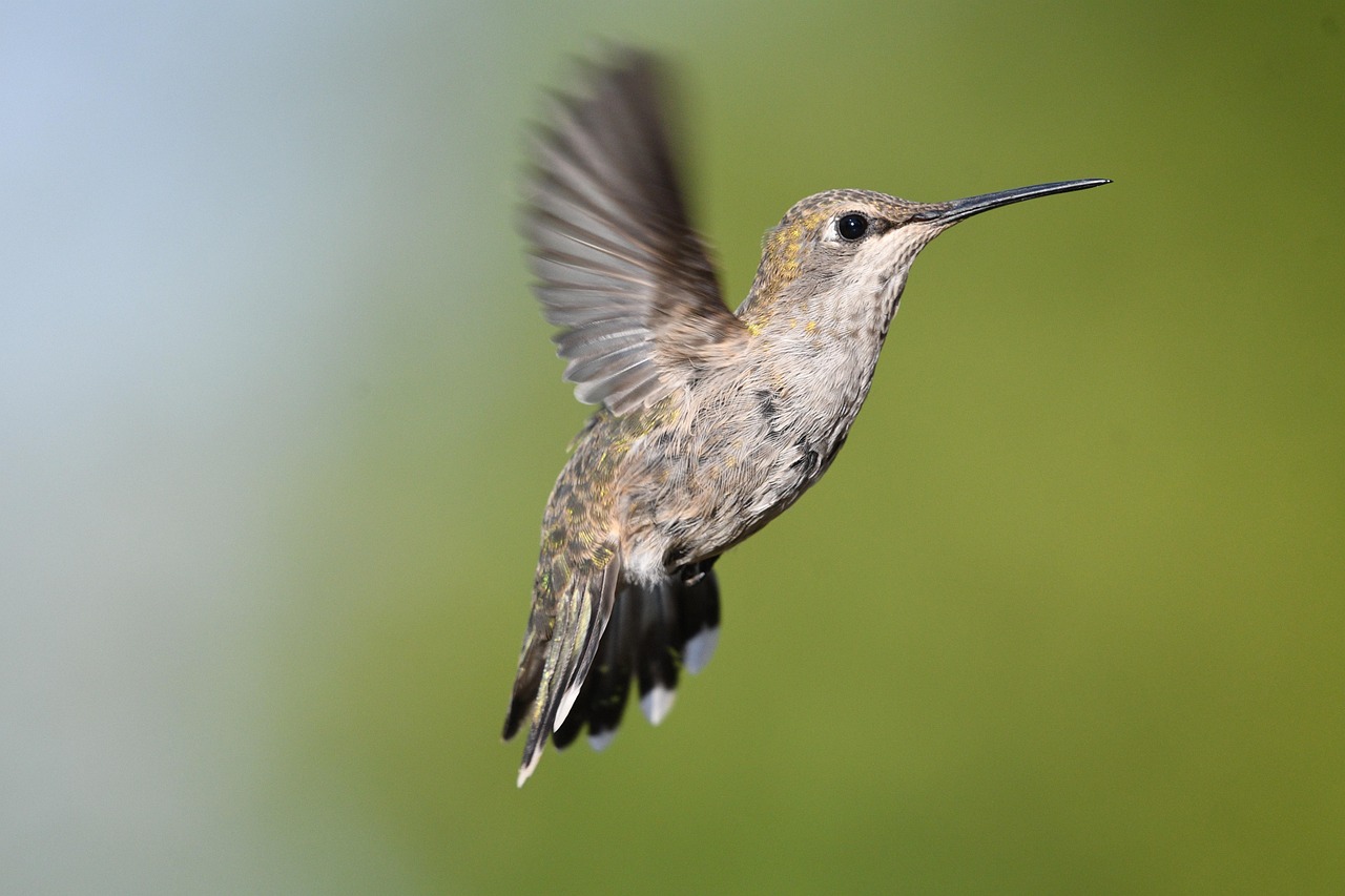 Hummingbird Bird Flight - Free photo on Pixabay - Pixabay