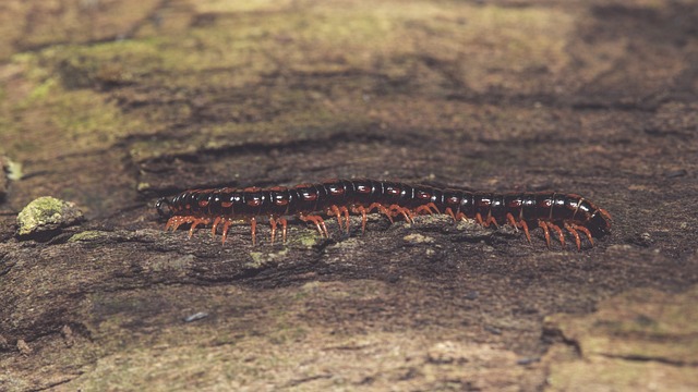 Parasite Worm Species - Free photo on Pixabay - Pixabay