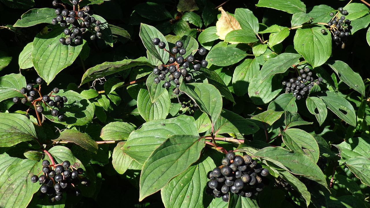 Cornouiller Fruit Bush - Photo gratuite sur Pixabay - Pixabay