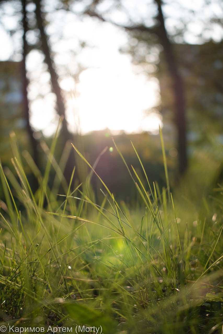 Foliage Nature The Park - Free photo on Pixabay - Pixabay