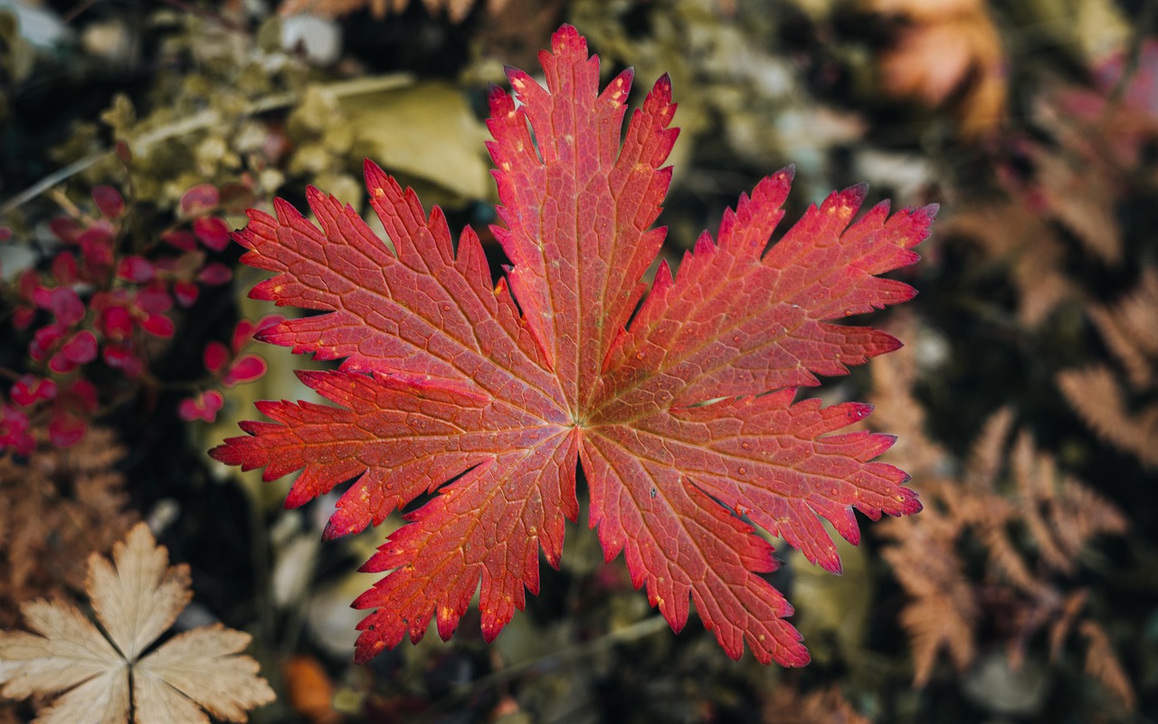 Feuille Automne Saison - Photo gratuite sur Pixabay - Pixabay