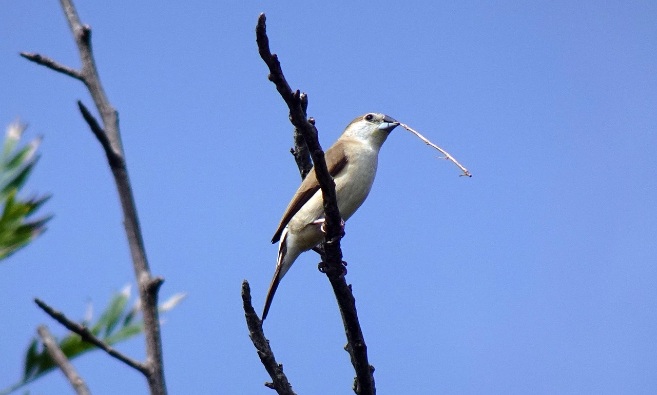 Munia Vogel Sitzend - Kostenloses Foto auf Pixabay - Pixabay