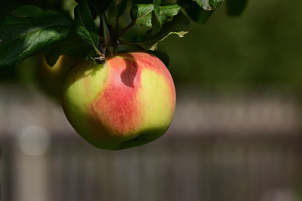 Fruit Pomme Biologique En Bonne - Photo gratuite sur Pixabay - Pixabay