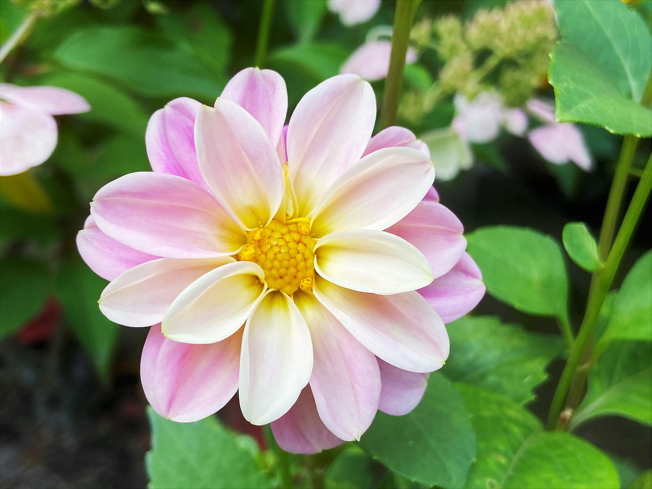 Dahlia Fleur Plantes - Photo gratuite sur Pixabay - Pixabay