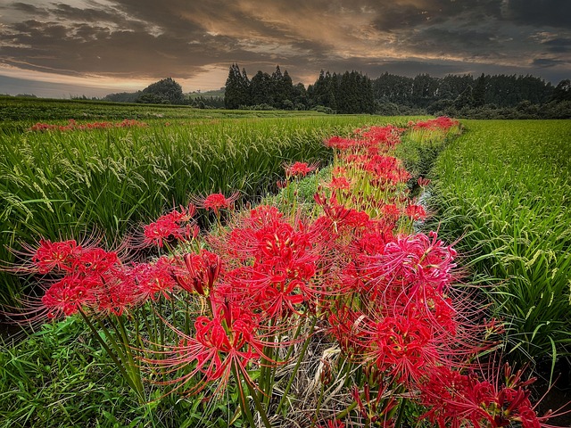 Japan Autumn Flowers - Free photo on Pixabay - Pixabay