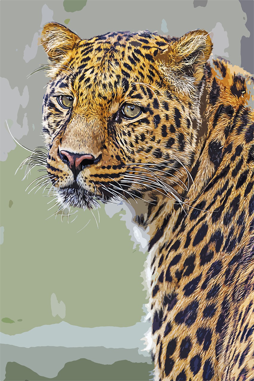 Leopardo Animal Animais Selvagens - Imagens grátis no Pixabay - Pixabay