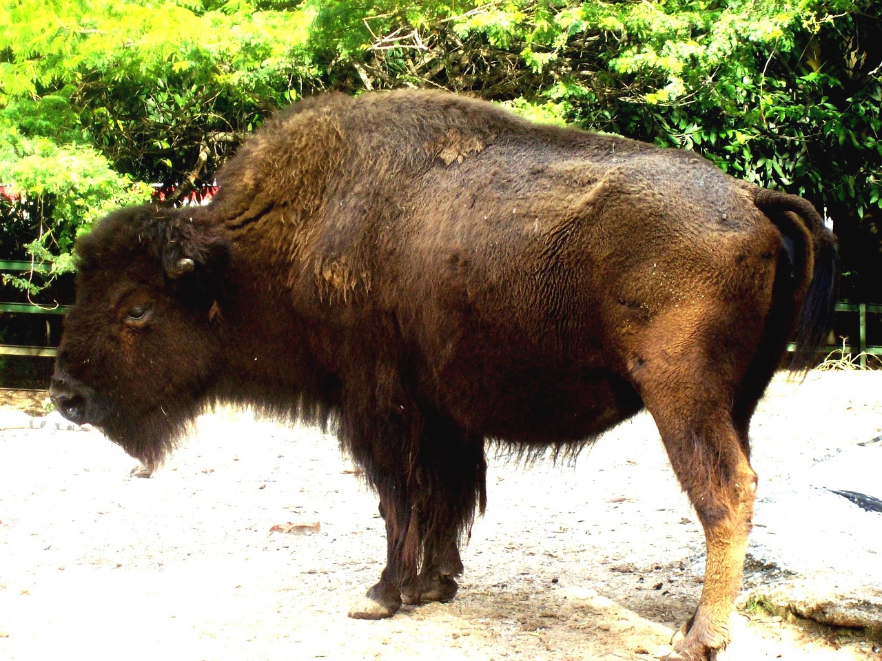 Mammal Animal Nature - Free photo on Pixabay - Pixabay